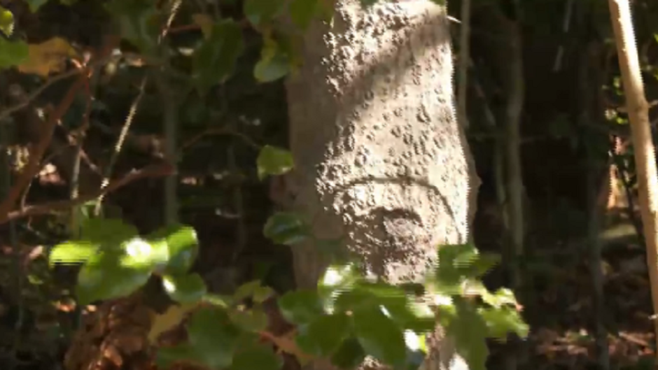 Conservation of indigenous trees in the spotlight - eNCA